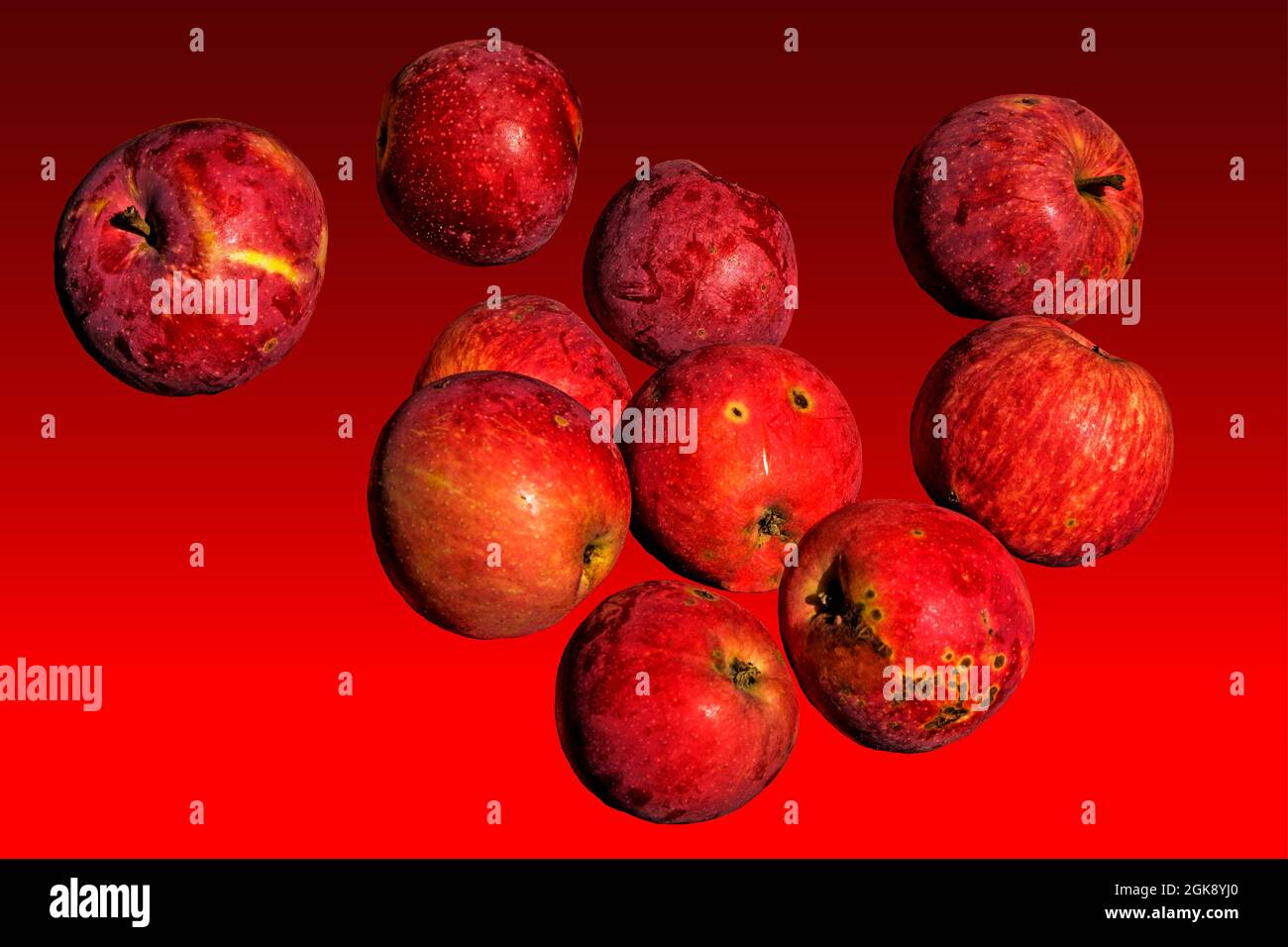 Organic red apples. Isolate. Fruit without chemical spraying. Orchard ...