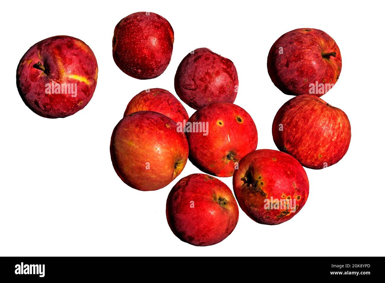 Organic red apples. Isolate. Fruit without chemical spraying. Orchard ...