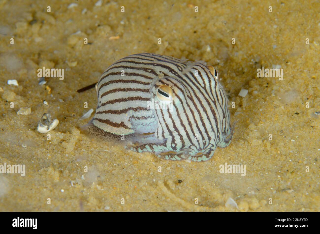 Striped Pyjama Squid, Sepioloidea lineolata, at Watsons Bay, New South ...