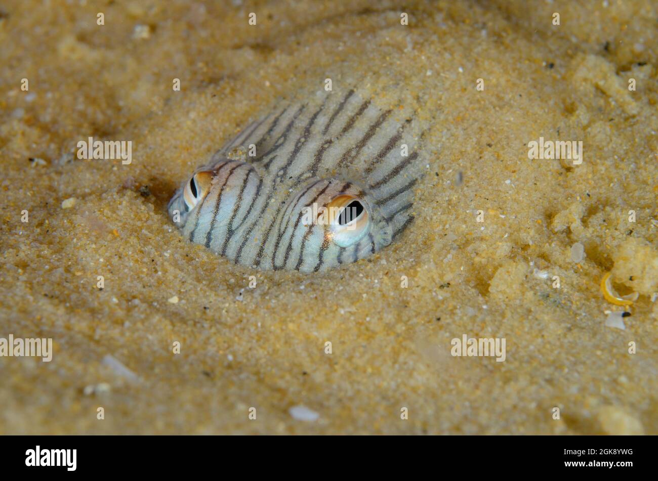 Striped pajama squid hi-res stock photography and images - Alamy