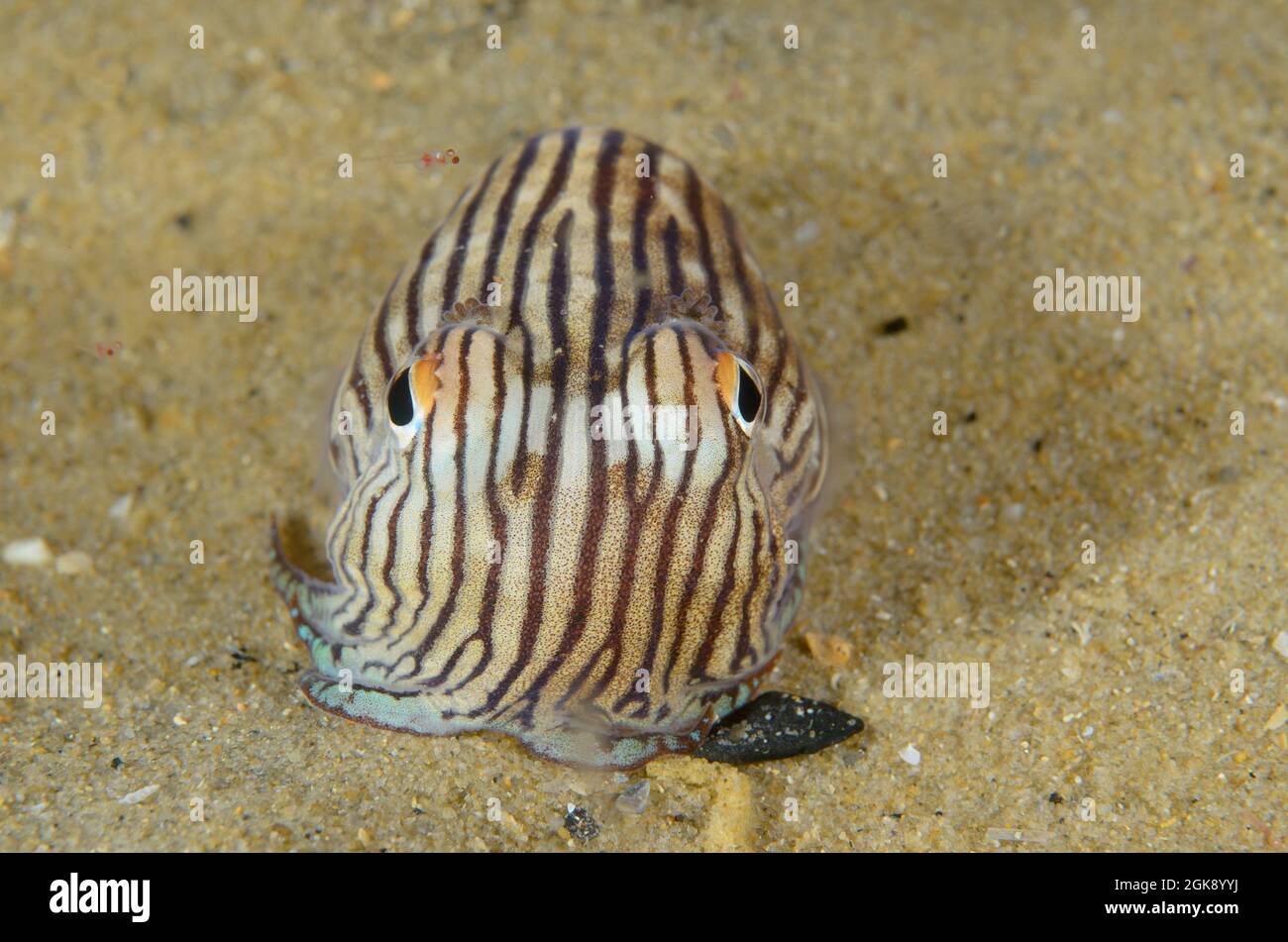 Striped pajama squid hi-res stock photography and images - Alamy