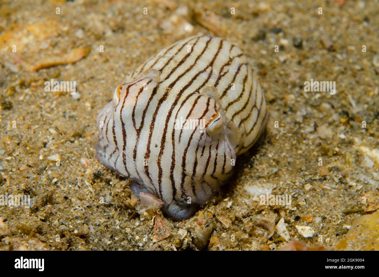 Striped Pyjama Squid, Sepioloidea lineolata, at Port Hacking, New South ...