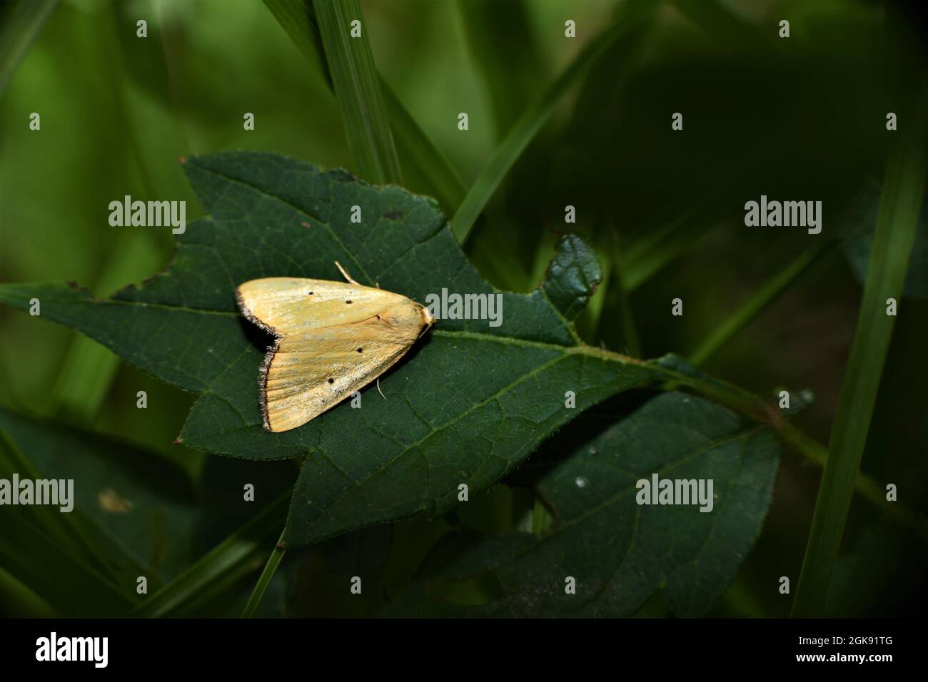 Black Bordered Lemon Moth Stock Photo - Alamy