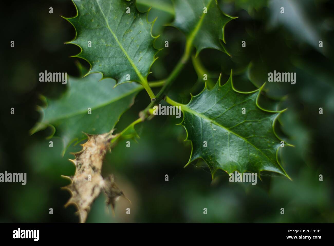 Holly leave hi-res stock photography and images - Alamy