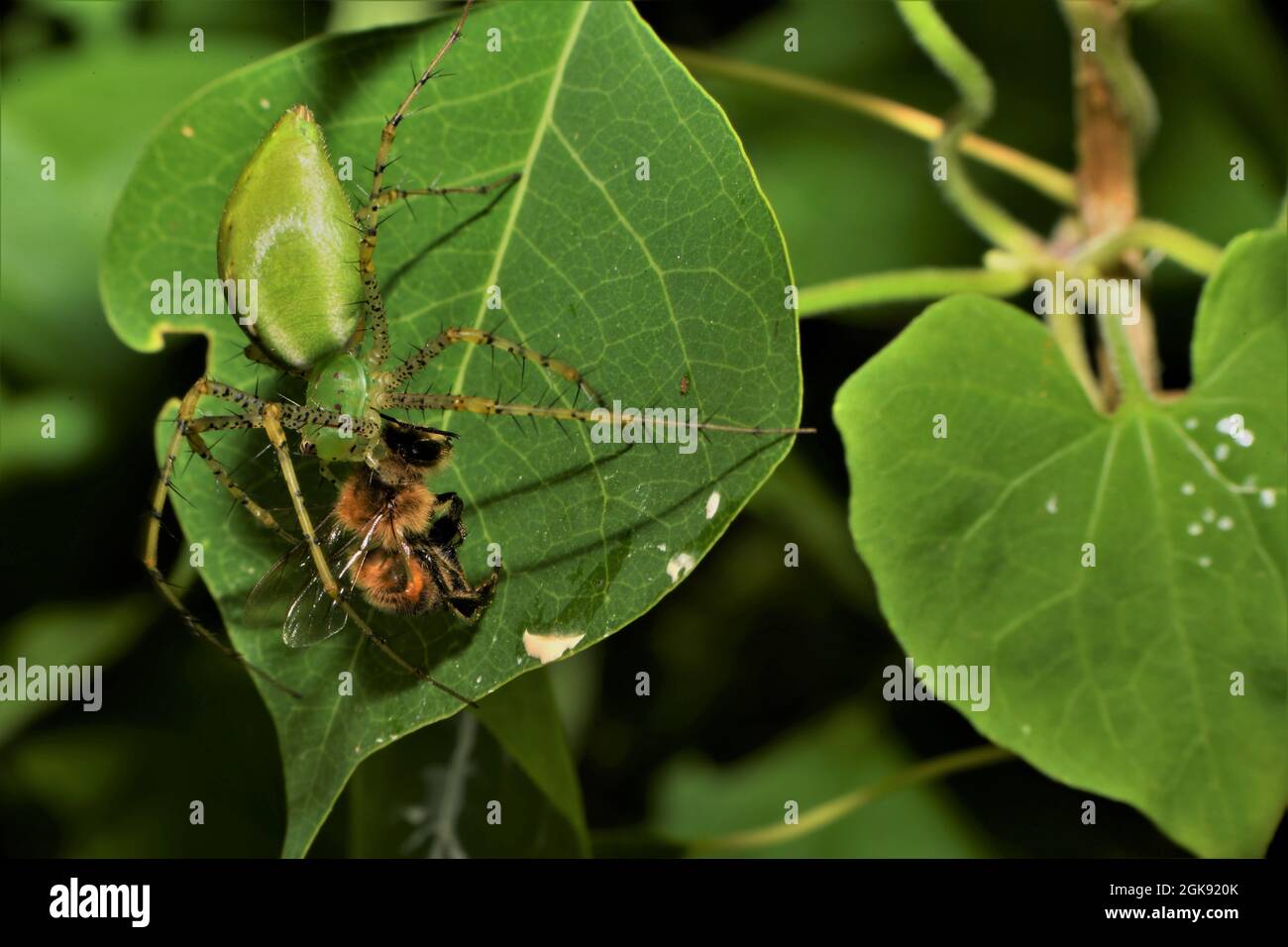 A green lynx spider attacking a honeybee Stock Photo - Alamy