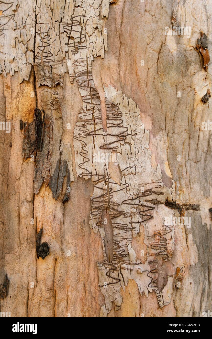 the trunk of a scribbly gum tree at dunns swamp in wollemi national ...