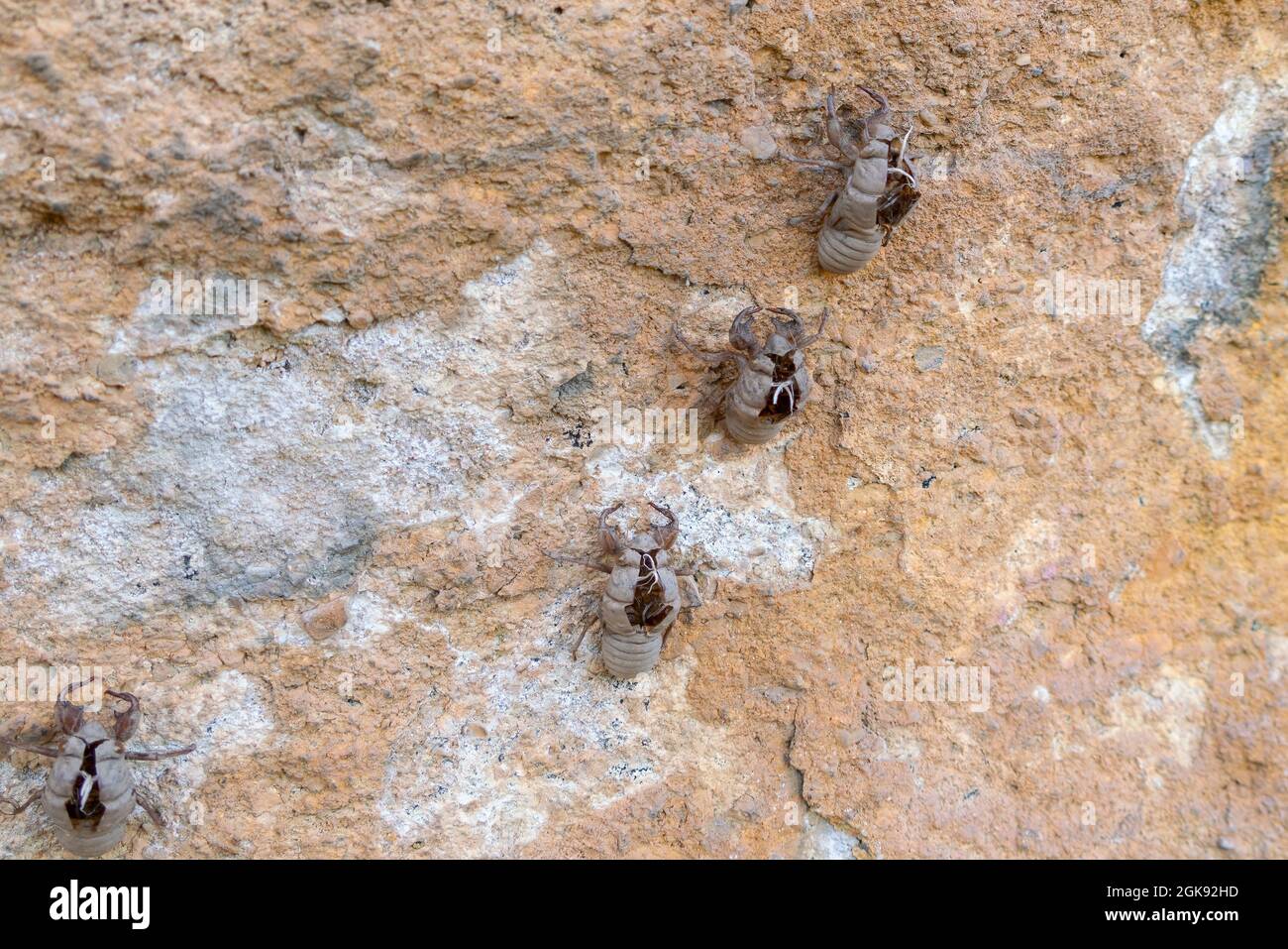 Empty cicada shell hi-res stock photography and images - Alamy