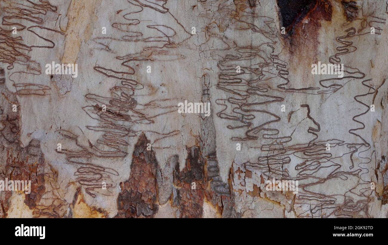 the trunk of a scribbly gum tree at dunns swamp Stock Photo - Alamy