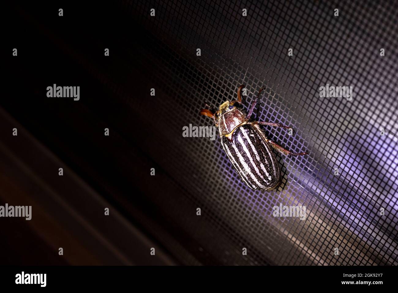 Large Scarab June bug with white and gray stripes clinging to a window ...