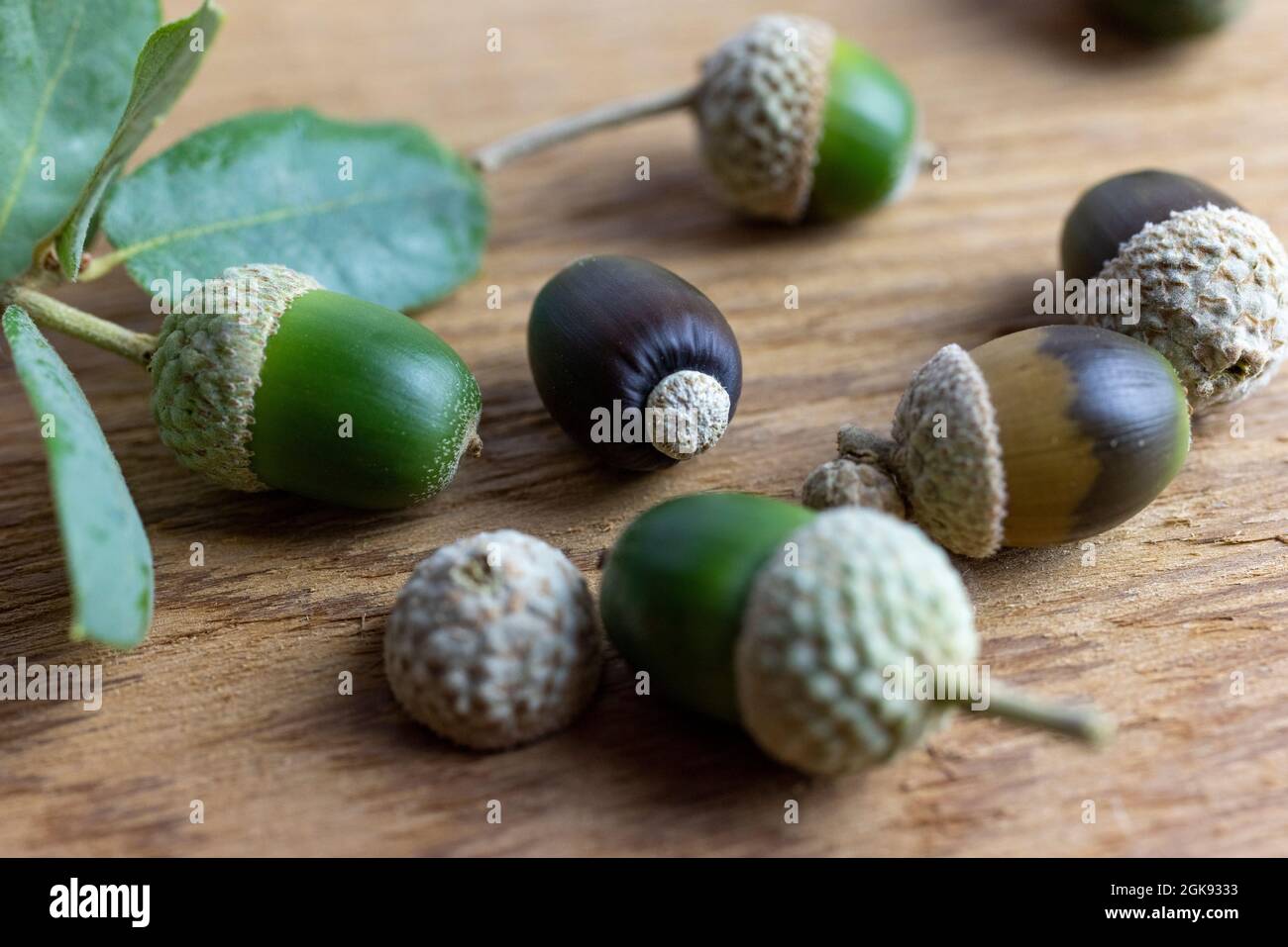 Acorn decor hi-res stock photography and images - Alamy