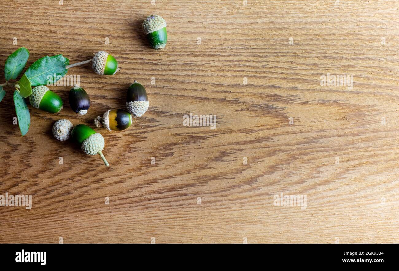 Background for a holiday design made with acorns and a cedar plank ...
