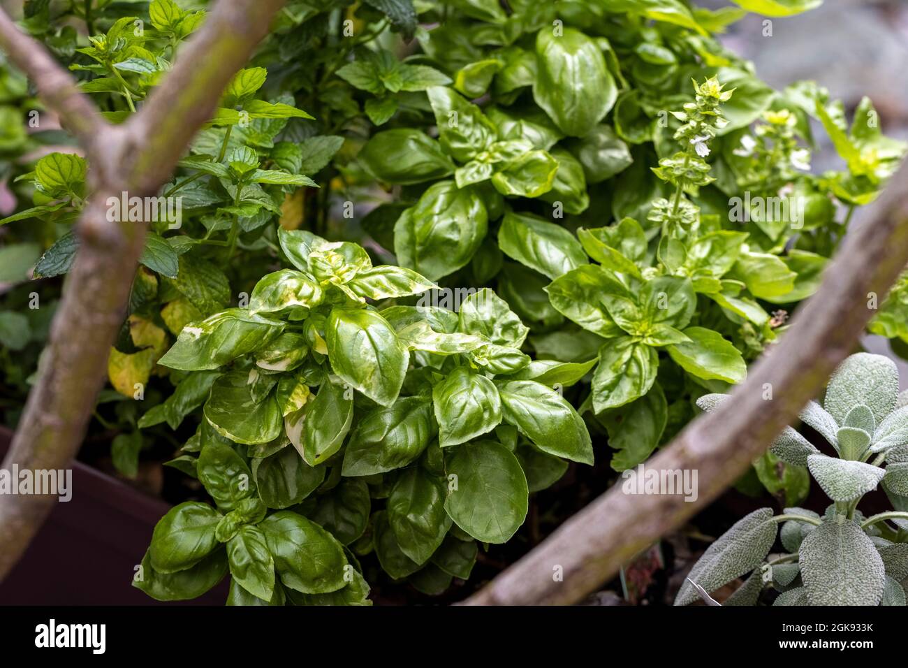 Green variegated basil and gray sage growing in a pot behind a patio ...