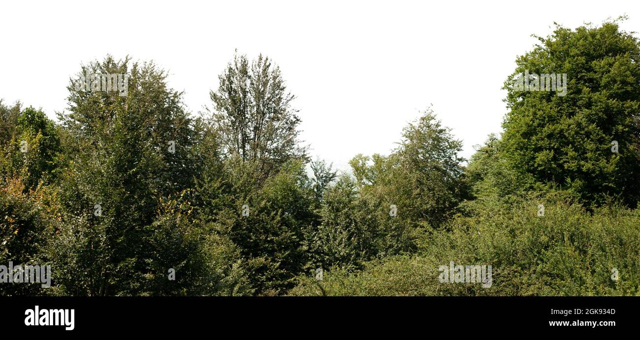 Beech forest with a very old trees in the sunlight, gilan province ...