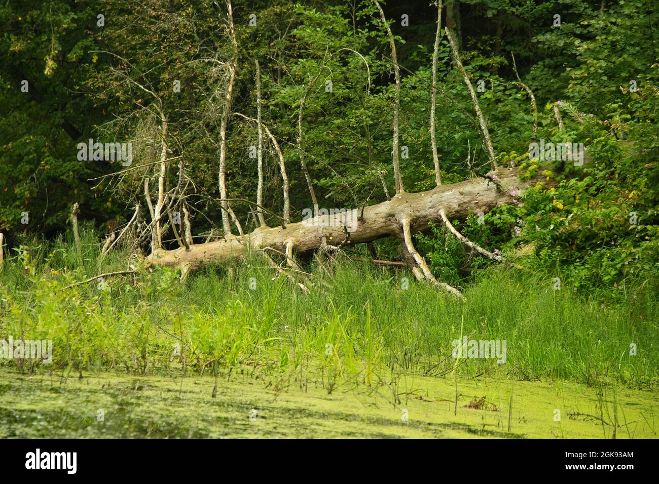 An old fallen tree lies on the surface of the river, summer forest ...