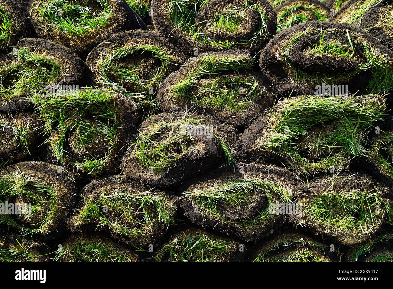 Rolled grass sods as background Stock Photo - Alamy