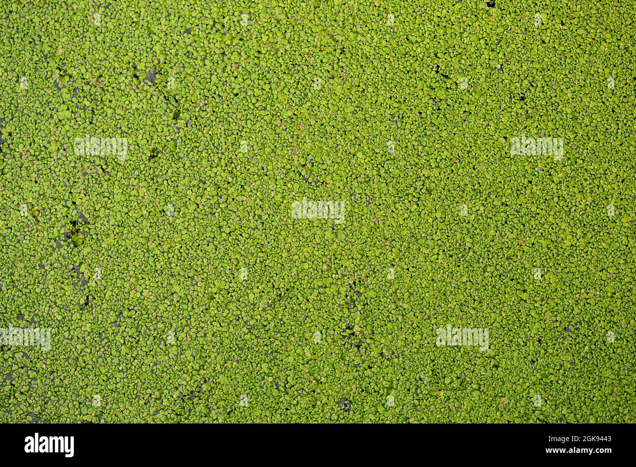 Duckweed covered on the water surface of the river in summer Stock ...