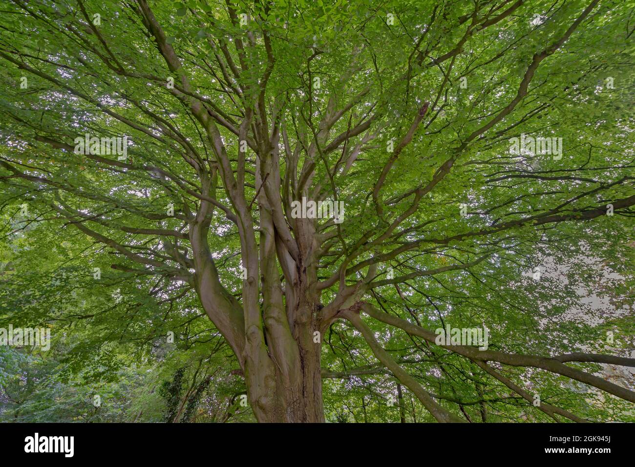 Strong stem hi-res stock photography and images - Alamy