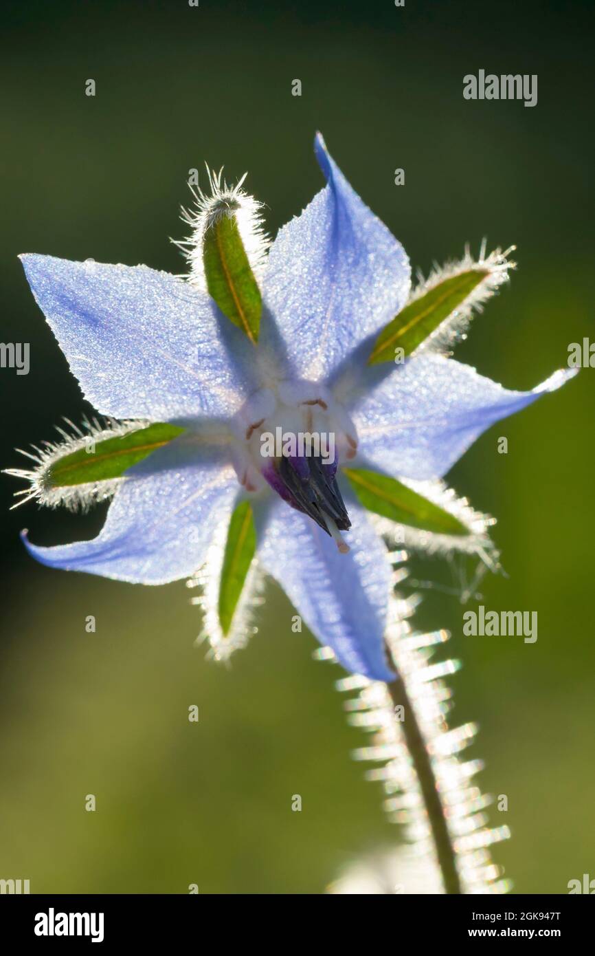 common borage (Borago officinalis), flower in backlight Stock Photo - Alamy