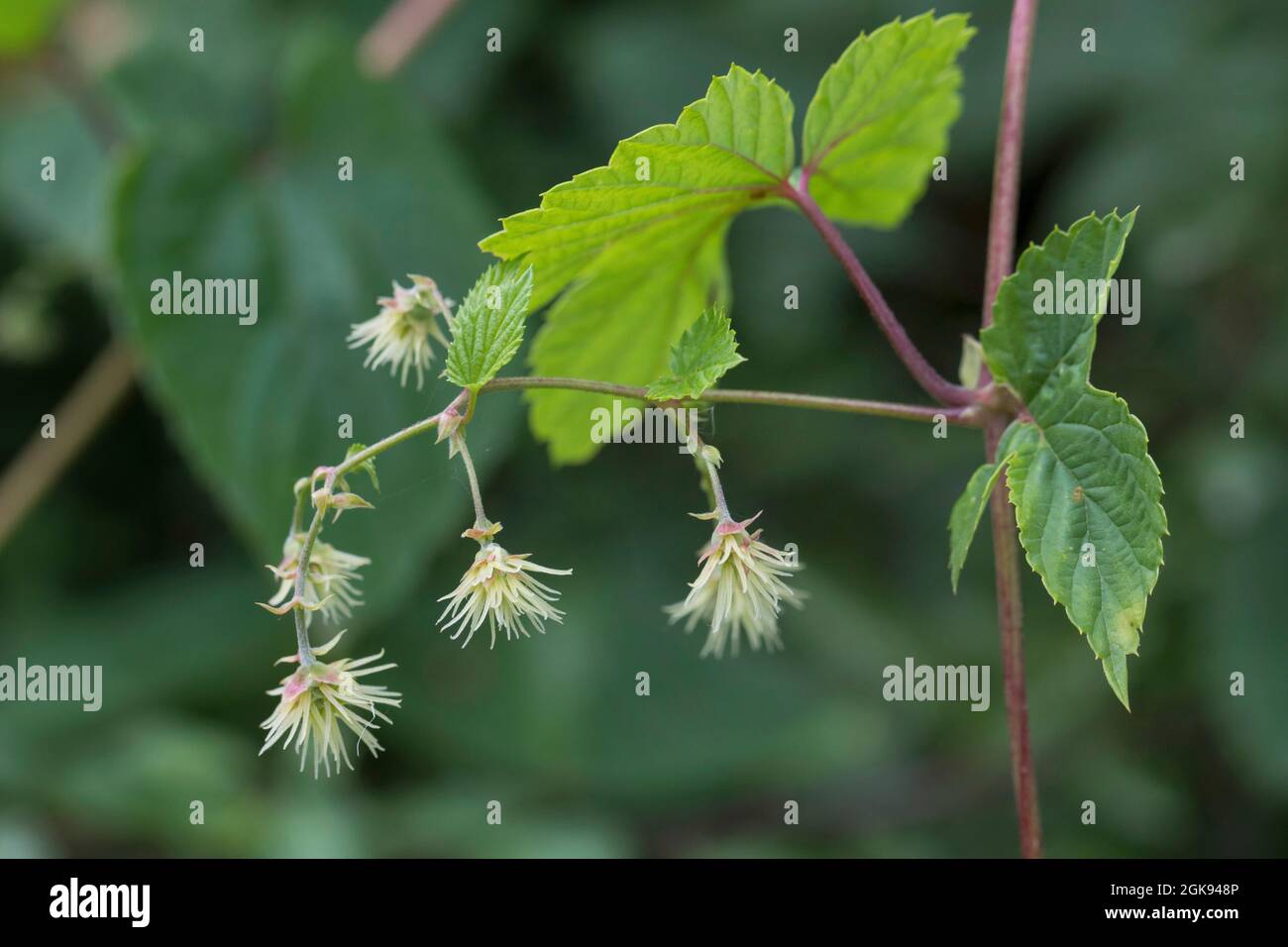 common hop (Humulus lupulus), blooming, female plant, Germany Stock ...