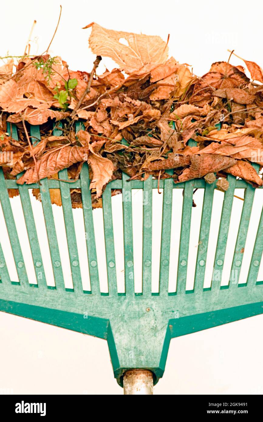 rake with foliage Stock Photo - Alamy