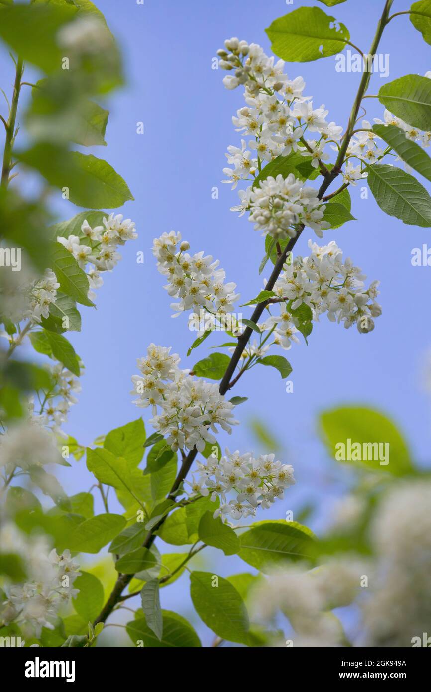 European bird cherry (Prunus padus, Padus avium), Blooming twigs ...
