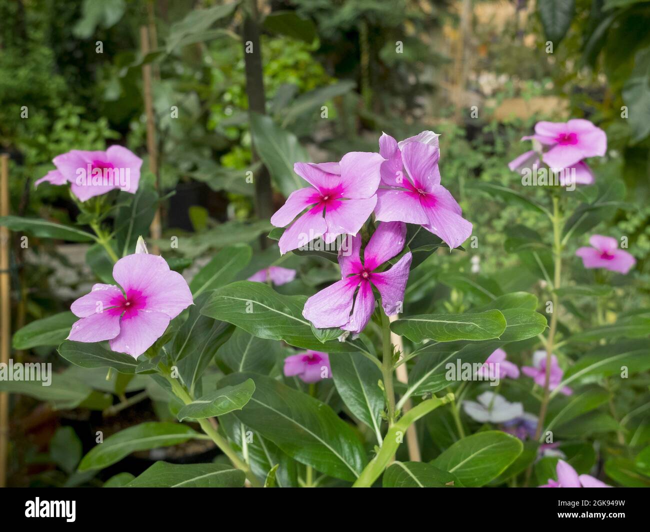 Madagascar periwinkle or rosy periwinkle hi-res stock photography and ...