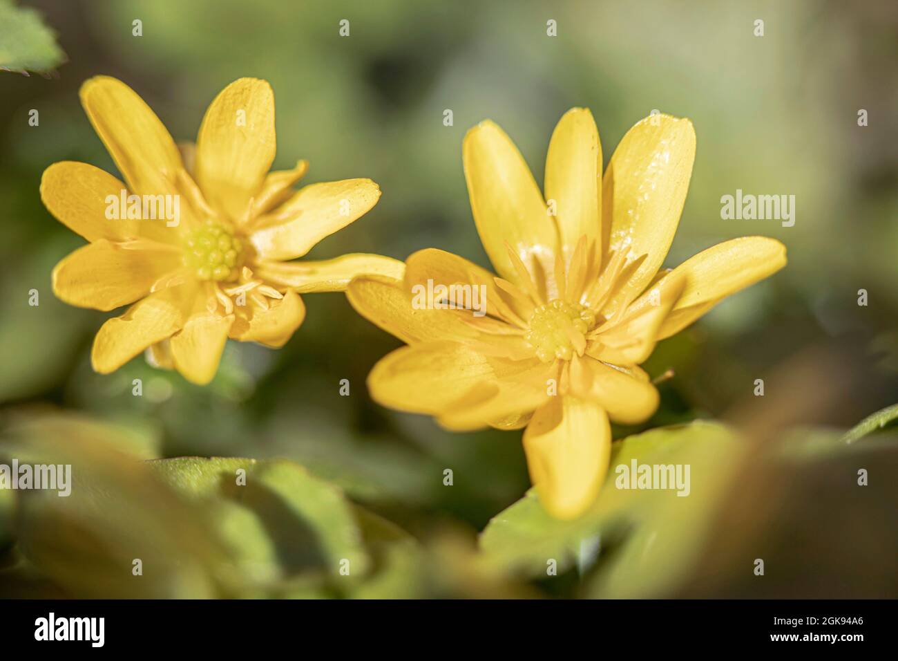 lesser celandine, fig-root butter-cup (Ranunculus ficaria, Ficaria ...