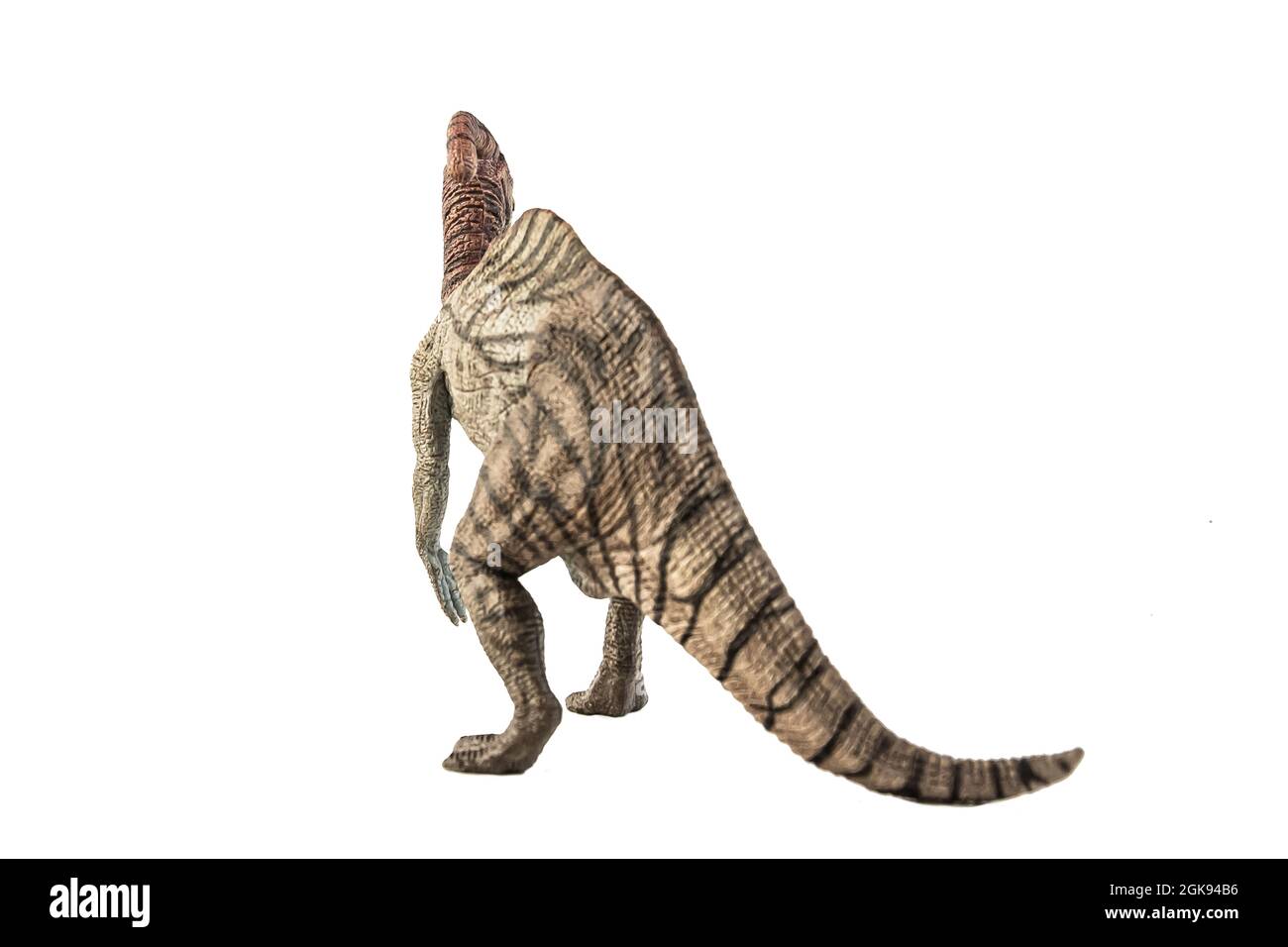 Parasaurolophus Dinosaur on white background Stock Photo - Alamy