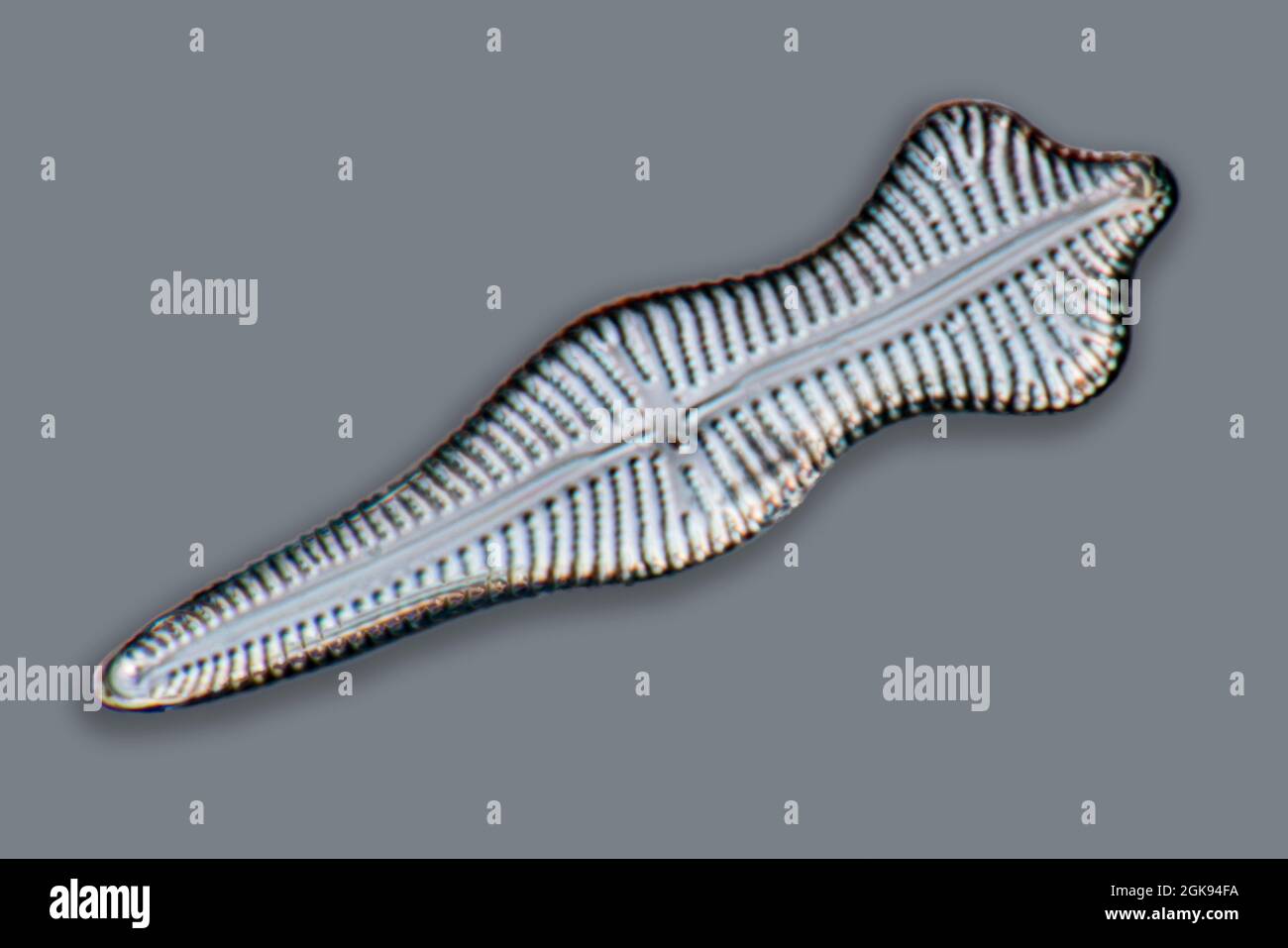 140 mm hi-res stock photography and images - Alamy