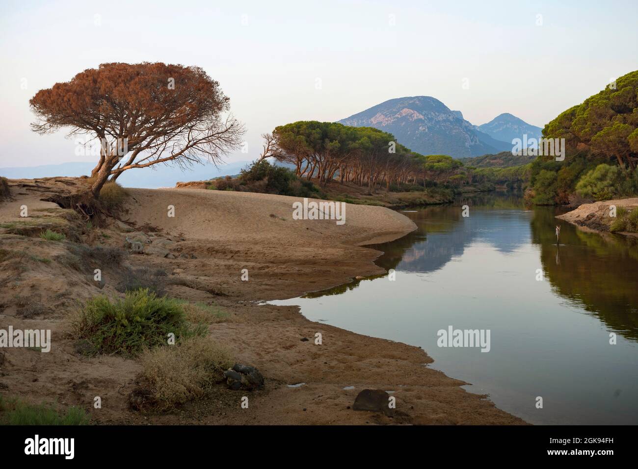 Stone pine, Italian Stone pine, Umbrella Pine (Pinus pinea), Stone ...