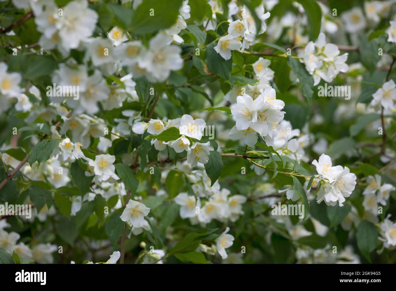 syringa, sweet mock-orange (Philadelphus coronarius), blooming Stock ...