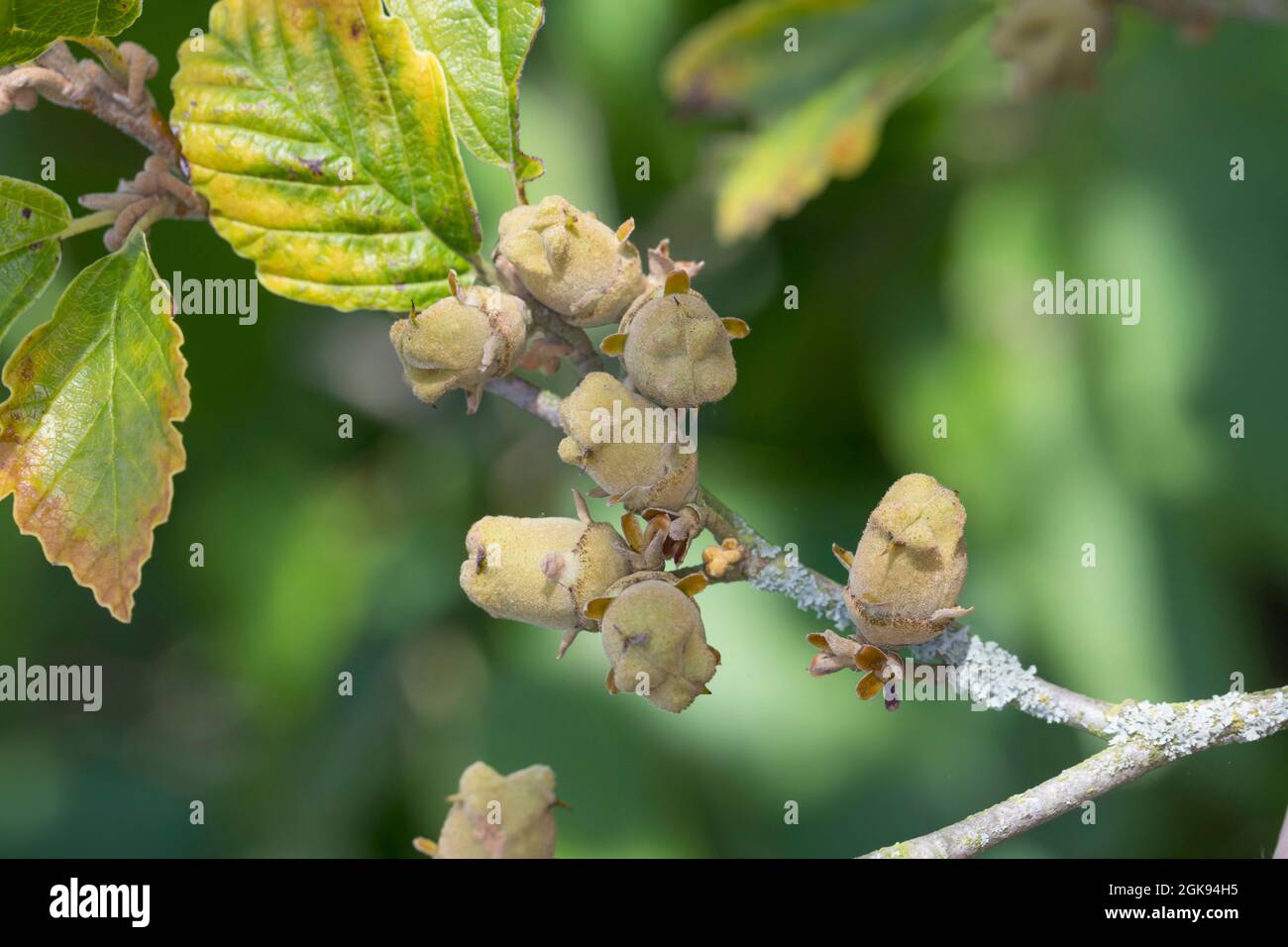 whitch hazel (Hamamelis spec.), Twig with fruits Stock Photo - Alamy