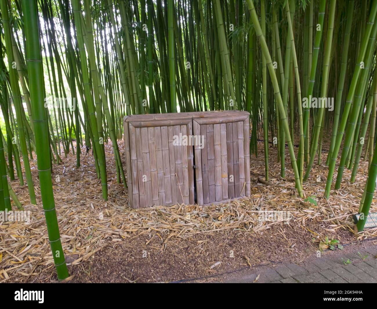 clumping bamboo (Bambusa spec.), Bamboo population with tool shed made ...