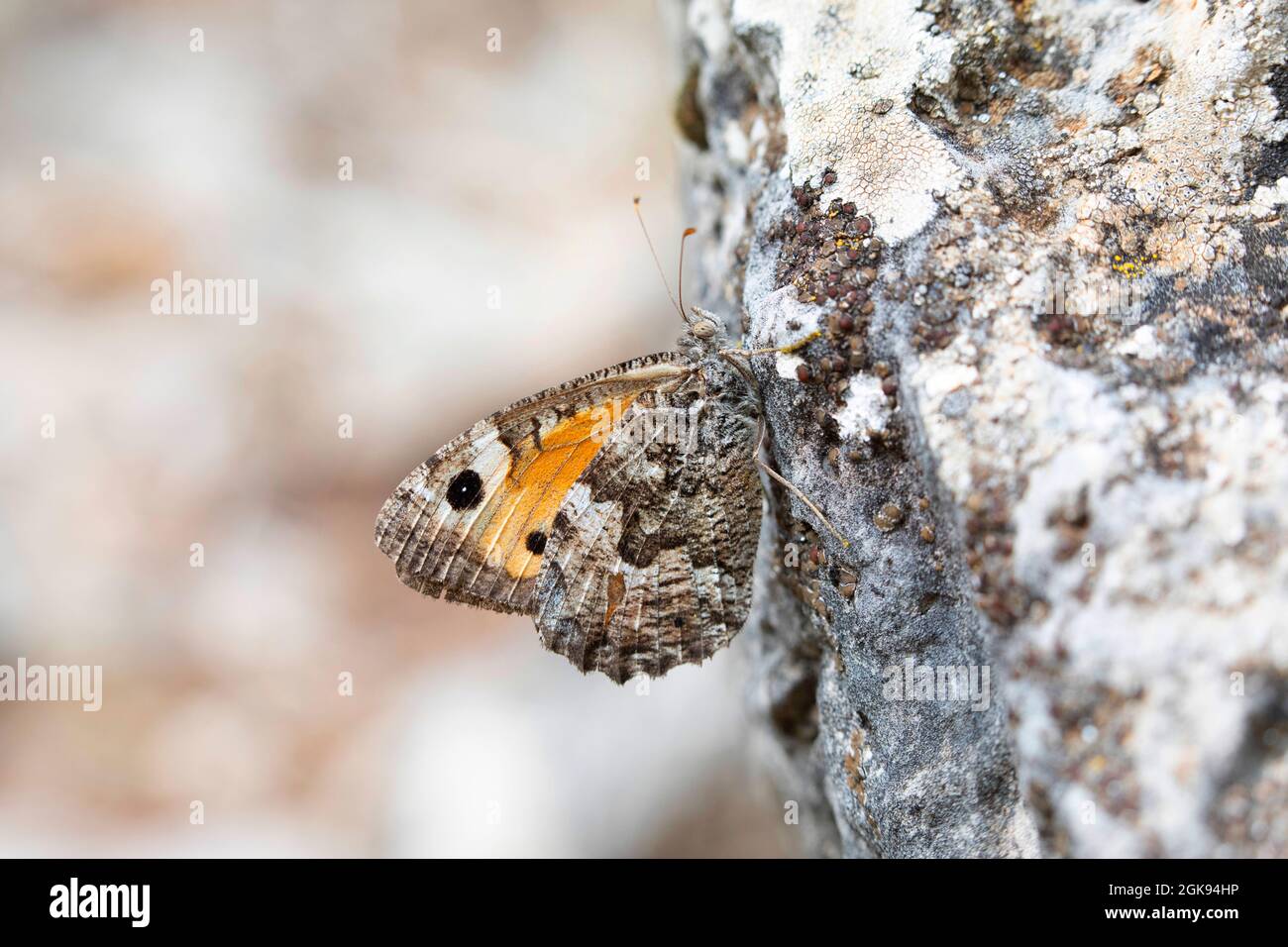 Butterflies of southern italy hi-res stock photography and images - Alamy
