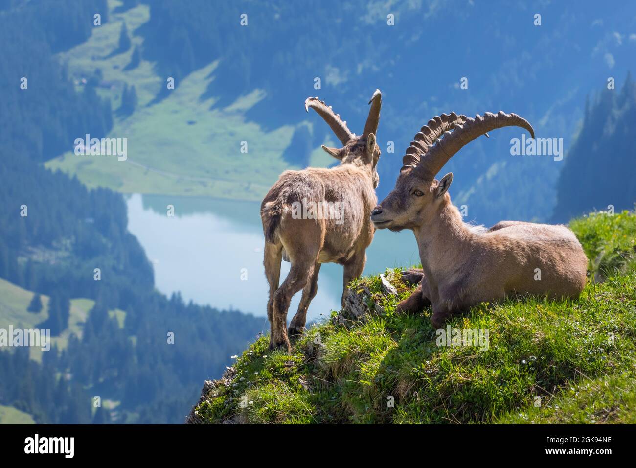 Ibexis hi-res stock photography and images - Alamy