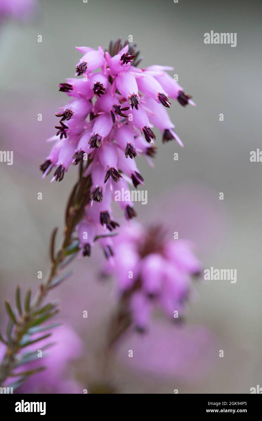 spring heath (Erica herbacea, Erica carnea), inflorescence, Germany ...