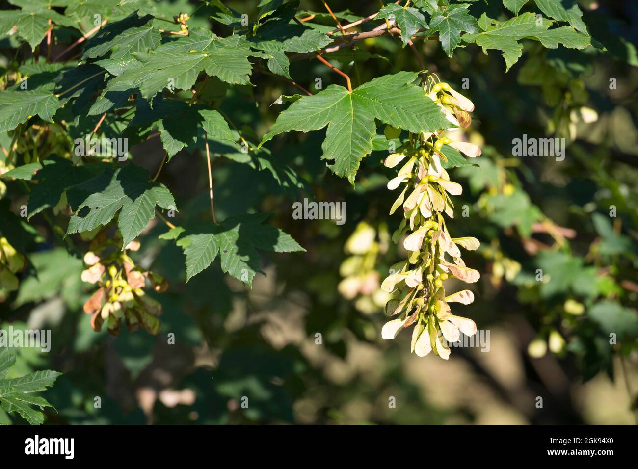 sycamore maple, great maple (Acer pseudoplatanus), twig with leaves and ...
