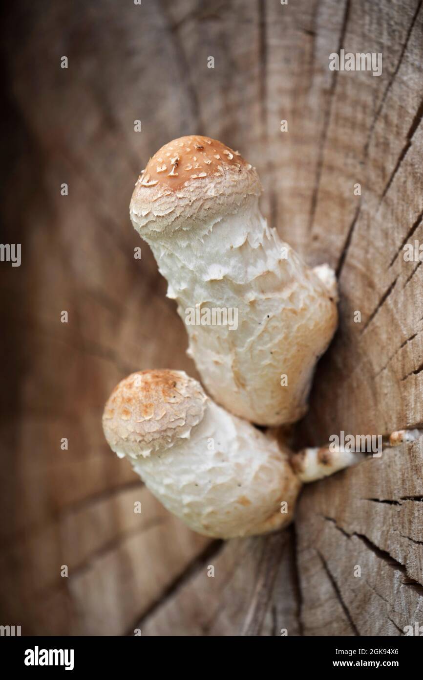Fruiting bodies on a log hi-res stock photography and images - Alamy