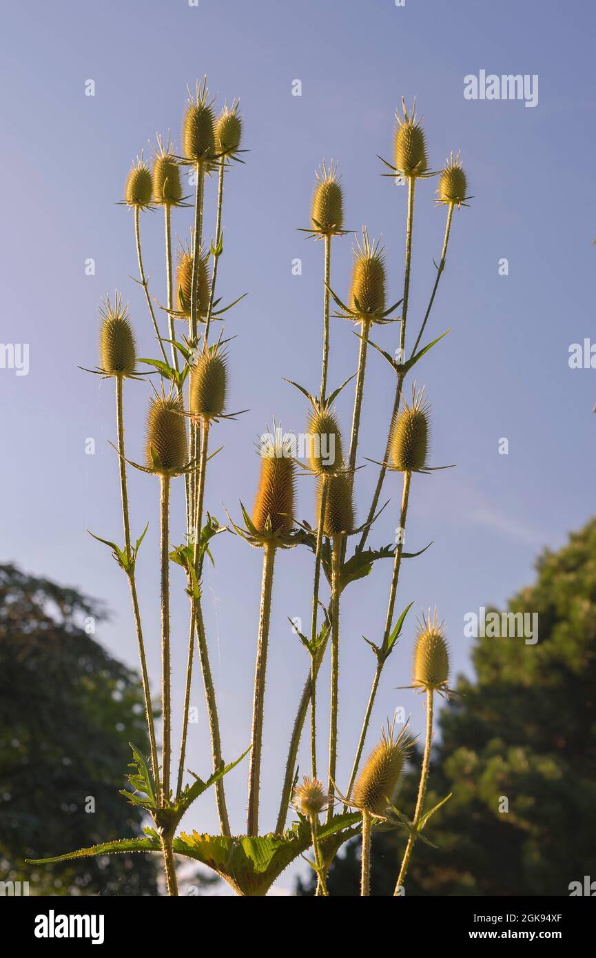 Common teazles hi-res stock photography and images - Alamy