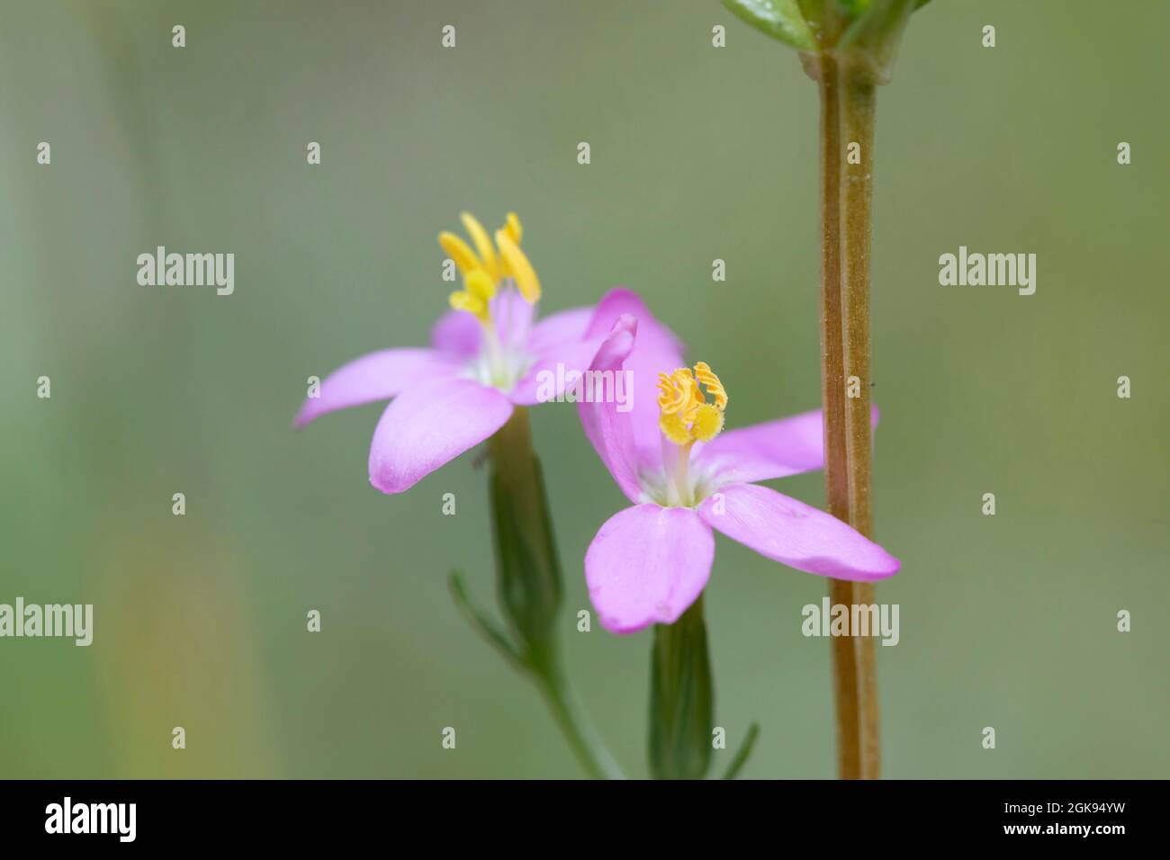Common centaury, European centaury, Bitter herb (Centaurium erythraea ...