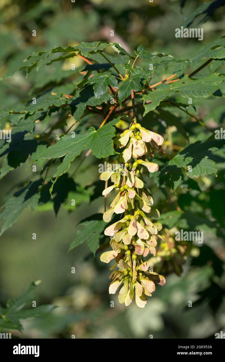 sycamore maple, great maple (Acer pseudoplatanus), twig with leaves and ...