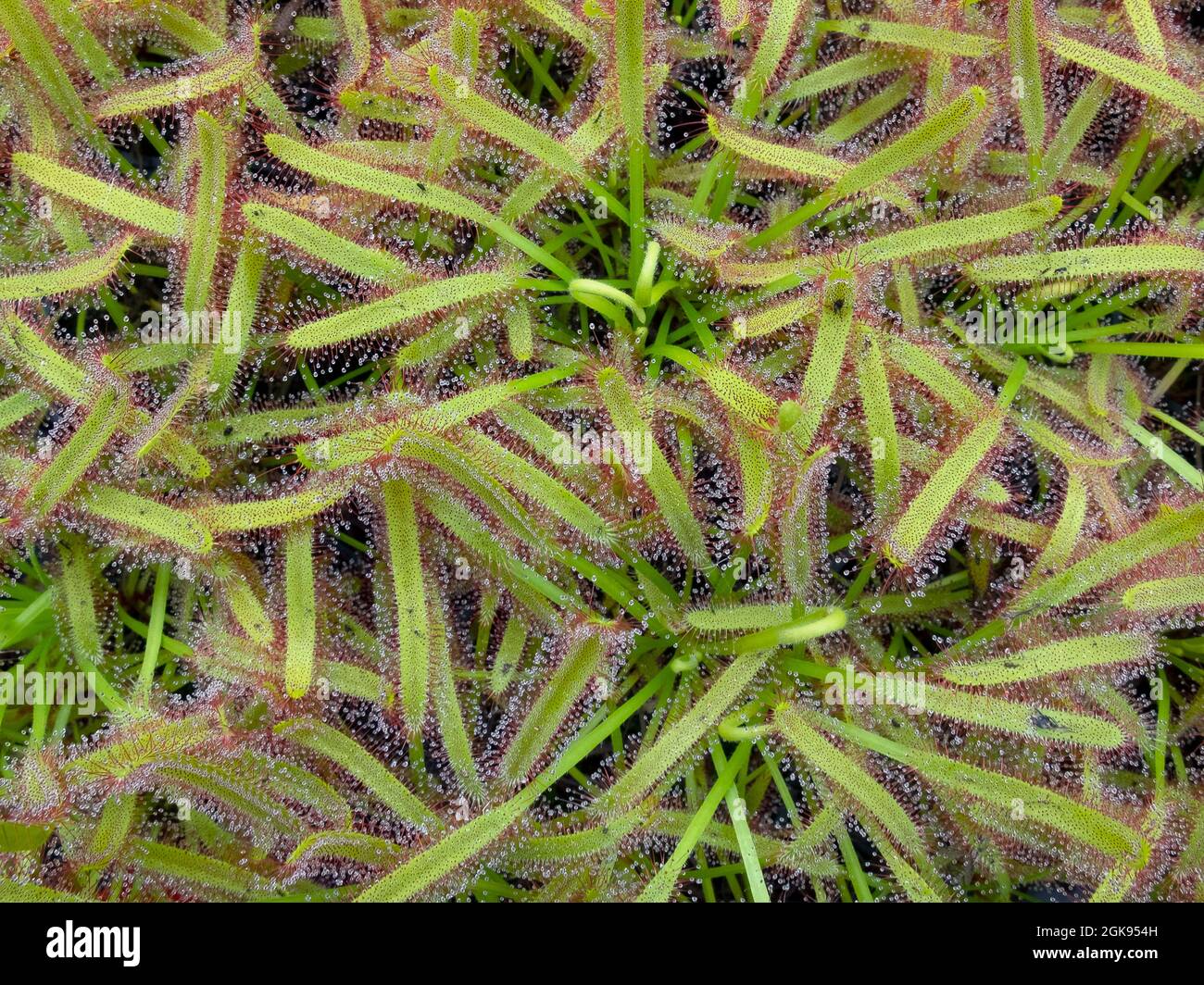 sundew family (Droseraceae), Botanical Gardens Flottbek, greenhouse ...