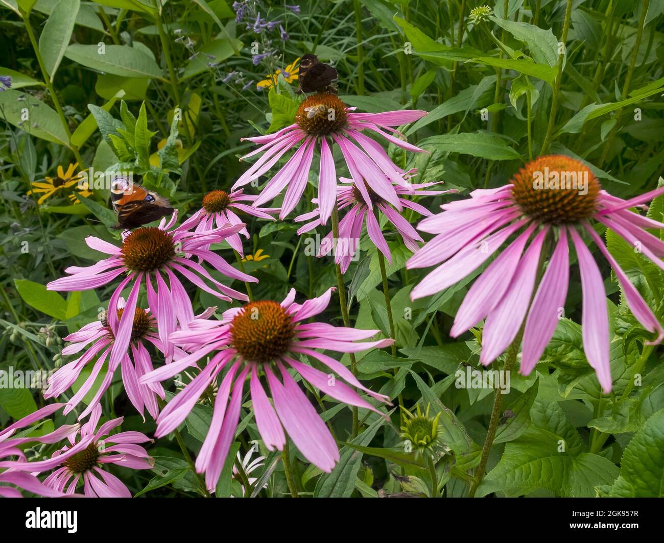 Purple Cone Flower, Eastern purple-coneflower, Purple-coneflower ...