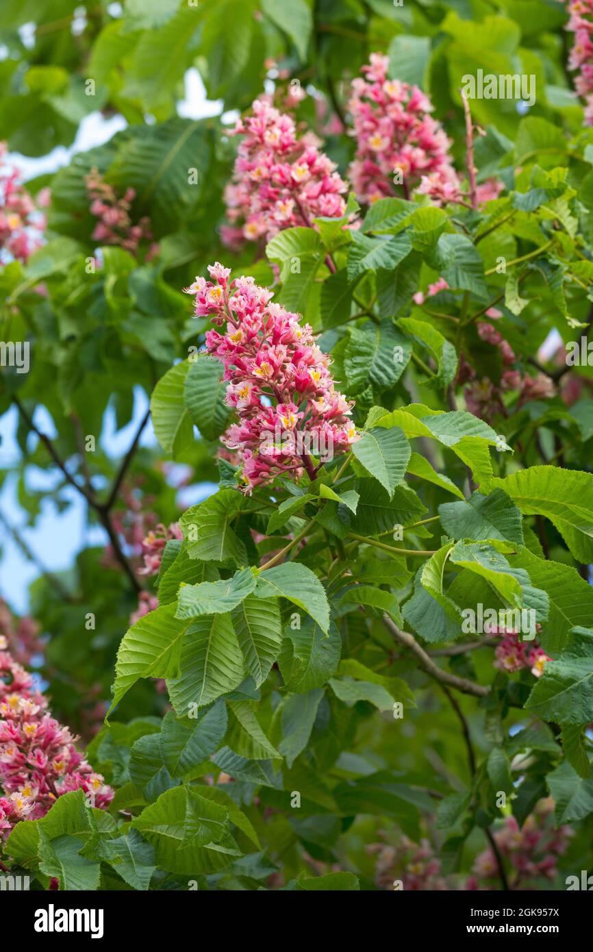 red horse chestnut, pink horse chestnut (Aesculus x carnea, Aesculus ...