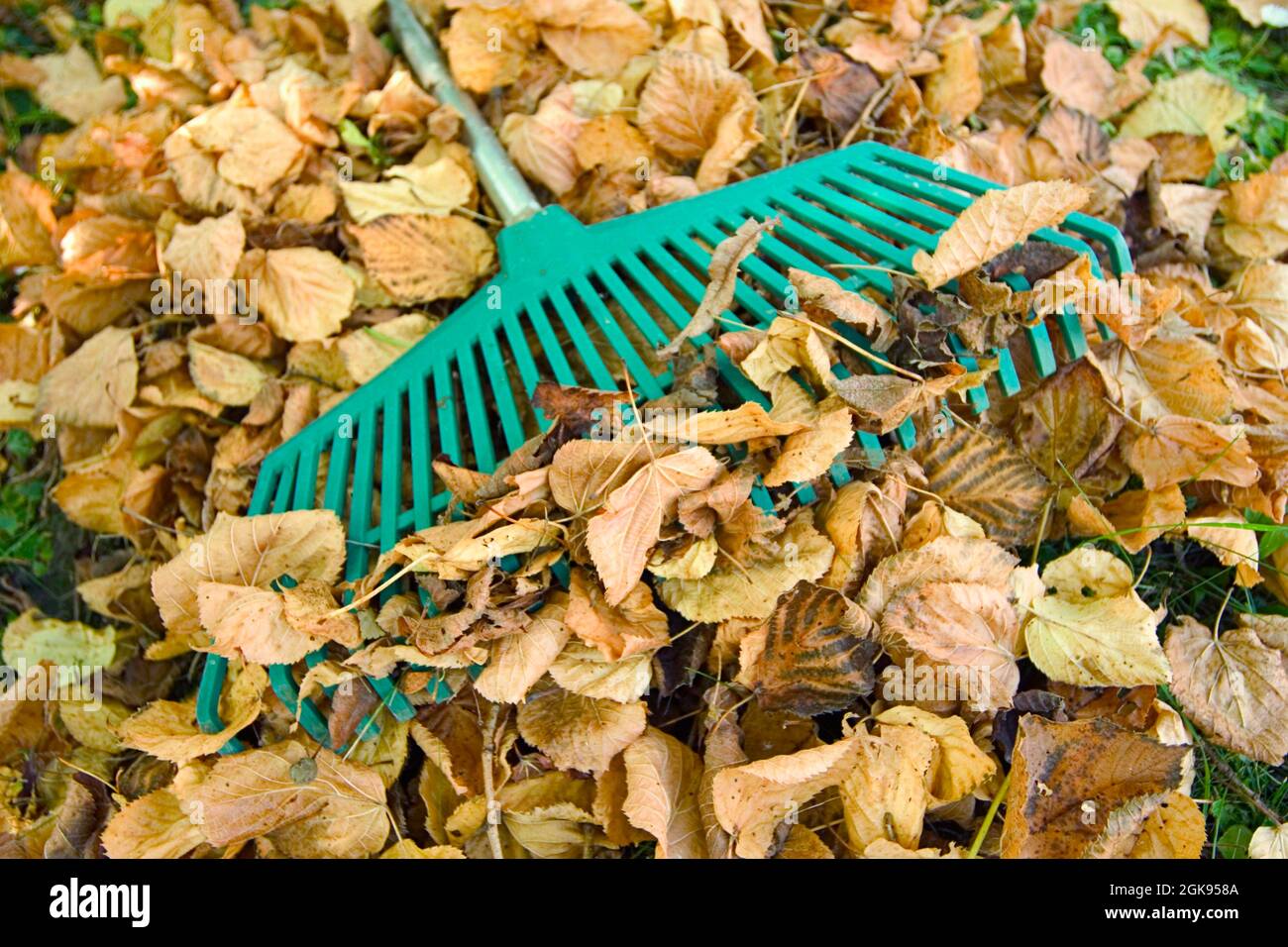 rake with foliage Stock Photo - Alamy