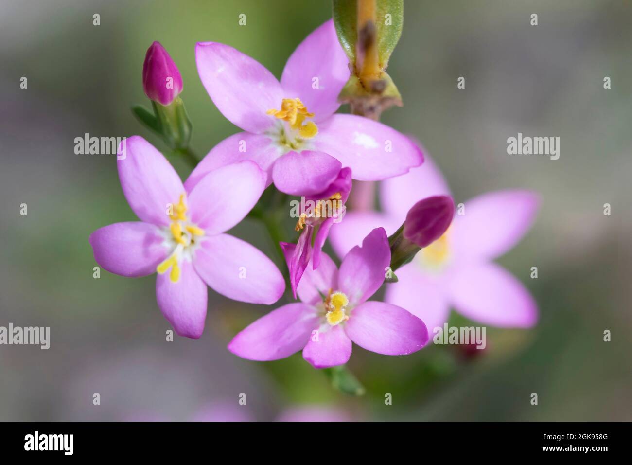 Common centaury, European centaury, Bitter herb (Centaurium erythraea ...