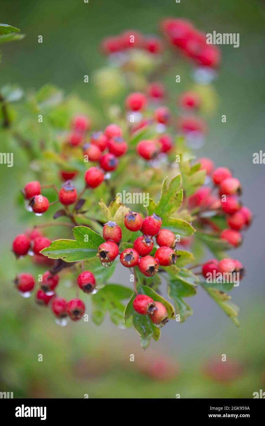 common hawthorn, singleseed hawthorn, English hawthorn (Crataegus ...