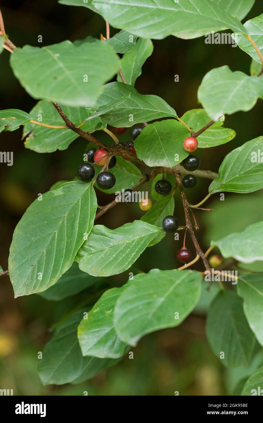 alder buckthorn, glossy buckthorn (Frangula alnus, Rhamnus frangula ...