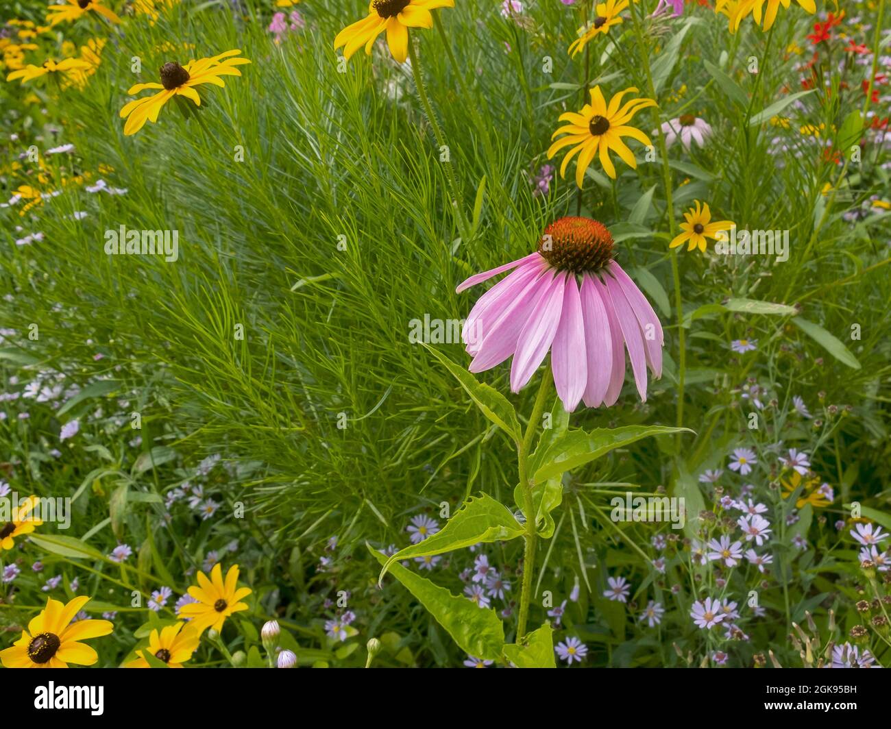 Purple Cone Flower, Eastern purple-coneflower, Purple-coneflower ...