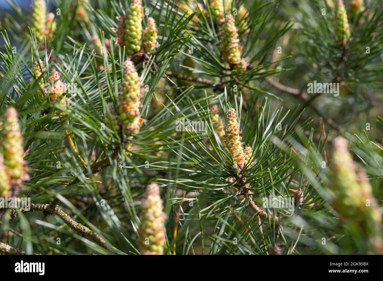 Scotch pine, Scots pine (Pinus sylvestris), male inflorescences ...